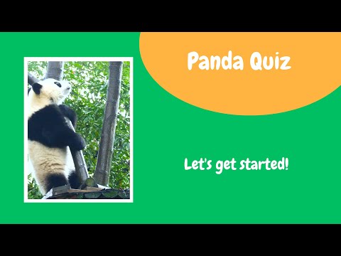 Panda Quiz