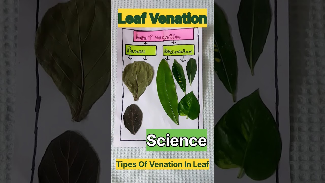 Leaf Venation//Venation Of Leaf//Reticulate Venation And Prallel Venation//Science Activity//