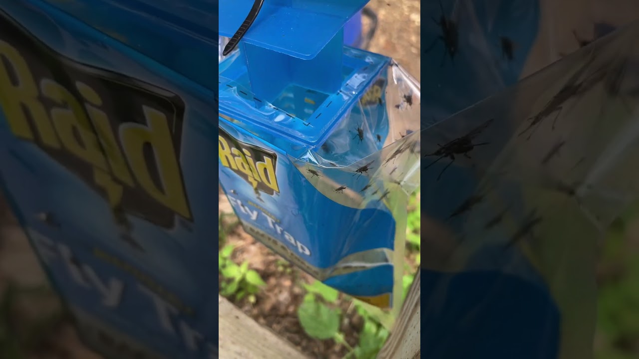 disposable fly trap comparison- rescue vs raid