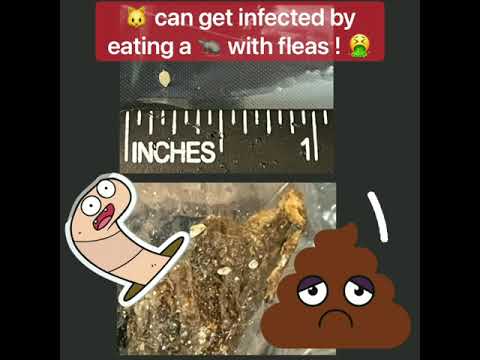 Cat Tapeworms !