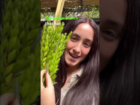 Why Jews SHAKE plants with a fruit? 🤯
