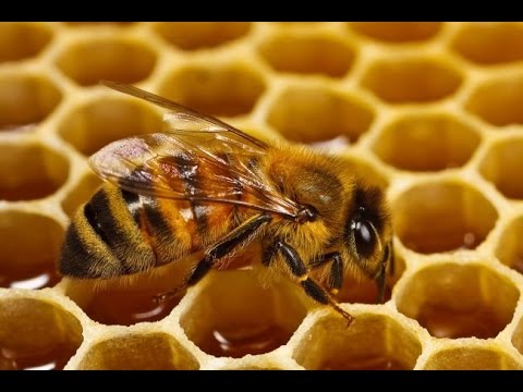 Scientists Discover why Honey is the Best Natural Antibiotic!