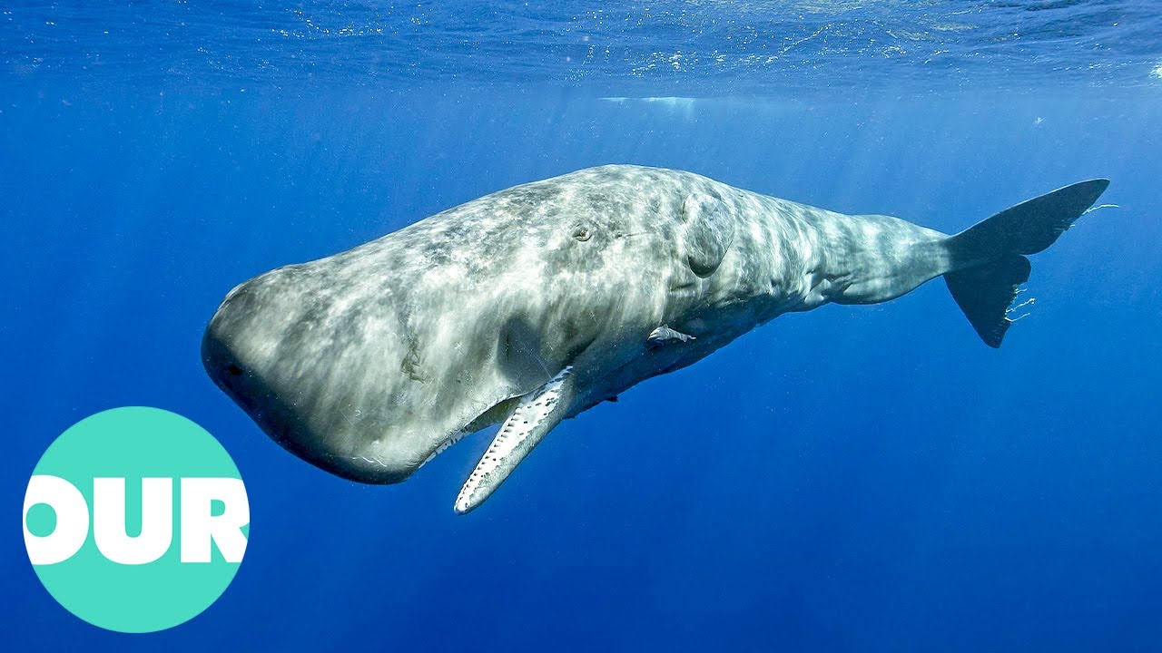Is This The Most Intelligent Creature On Earth? | Our World