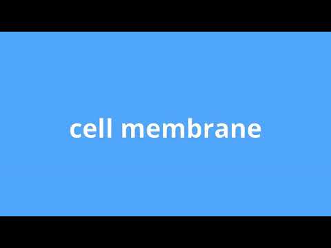 what is the meaning of cell membrane