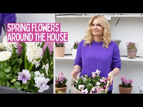 EARLY SPRING CONTAINERS IN MY GARDEN- PANSIES, VIOLAS, SPRING BULBS AND RANUNCULUS