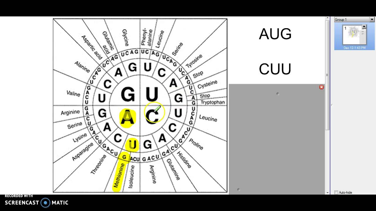 How to use a codon wheel