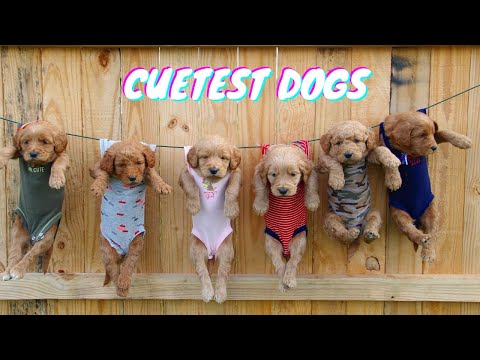 The Top 10 Most Cutest Dog Breeds in the World βΛπΎΛΒ° | 2023-2024 - By AnimalWondery*