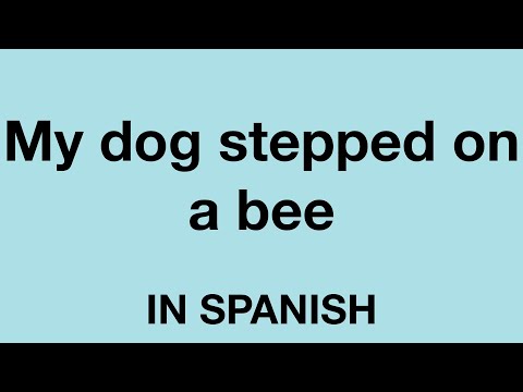 How To Say (My dog stepped on a bee) In Spanish