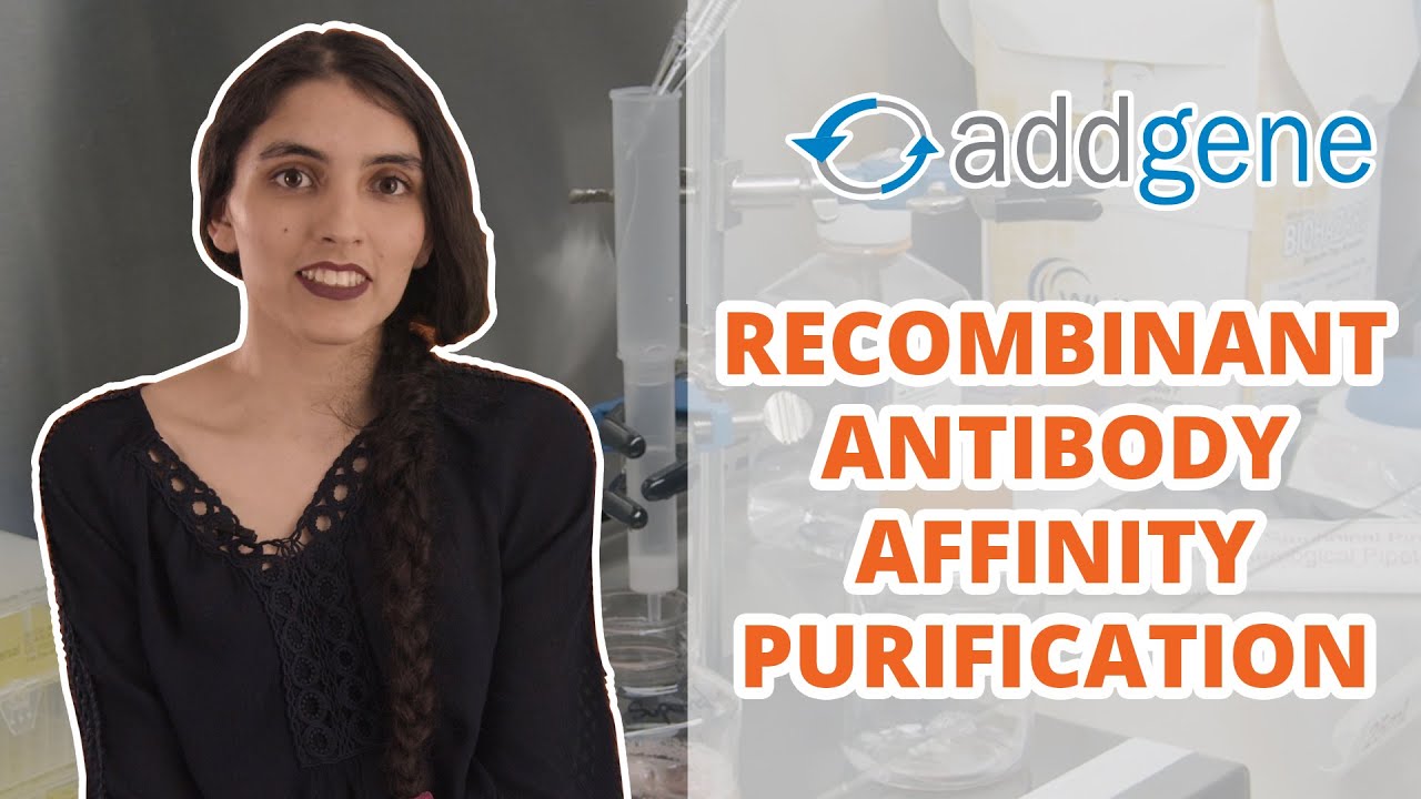 Recombinant Antibody Affinity Purification with Protein A or Protein G Protocol