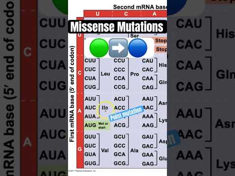Missense Mutations (point mutations gone wrong) 😑 🧬 #letsgobio #mutations