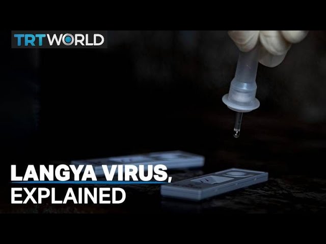 How deadly is Langya virus? Symptoms and causes explored as China ...