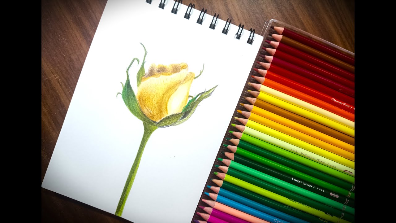 Yellow Rose _ AB's Art Corner