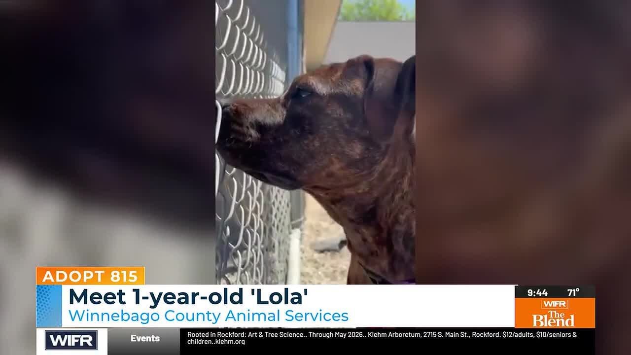 Adopt 815: Meet ‘Lola’