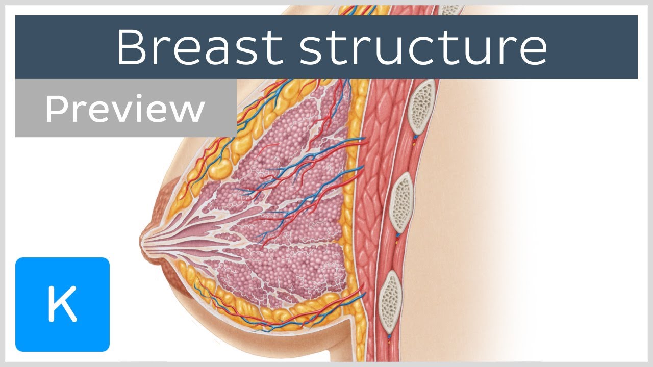 Structure and anatomy of the female breast (preview) - Human Anatomy | Kenhub