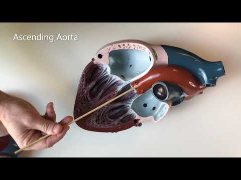 Blood Vessels Heart Model