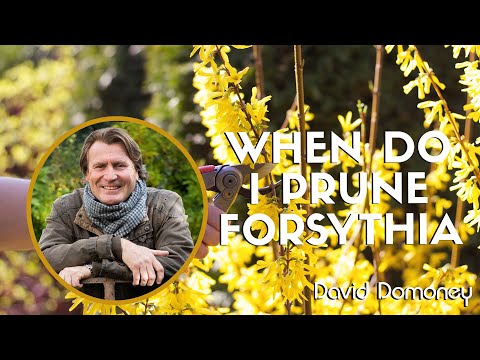 When do I prune Forsythia to have lots of flowers