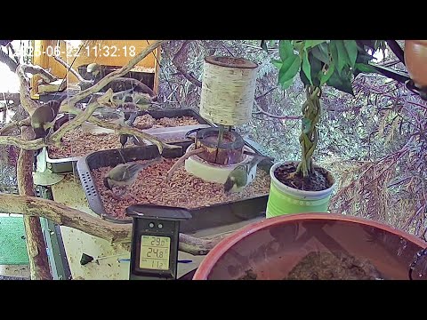 Vormittags herrscht Gedränge an der Futterstelle, andere Kameraperspektive (22.06.2025)