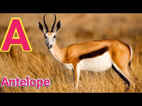 animals name start with a | animal name start with a letter | animal name beginning with a