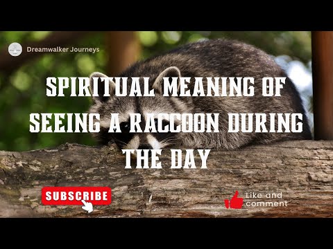 Spiritual Meaning of Seeing a Raccoon During The Day | Raccoon Spiritual Meaning