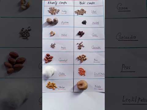 Types of crops #Kharif and Rabi crops #shorts