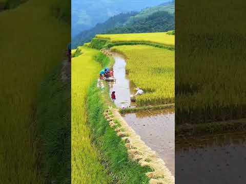🌈Assam Villa #assam #villagelife #farmer #viralvideo #ytshorts #youtubeshorts #viralvideo #2022