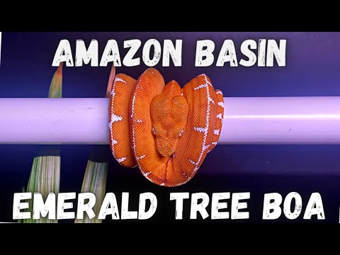 Unboxing My New Amazon Basin Emerald Tree Boa!