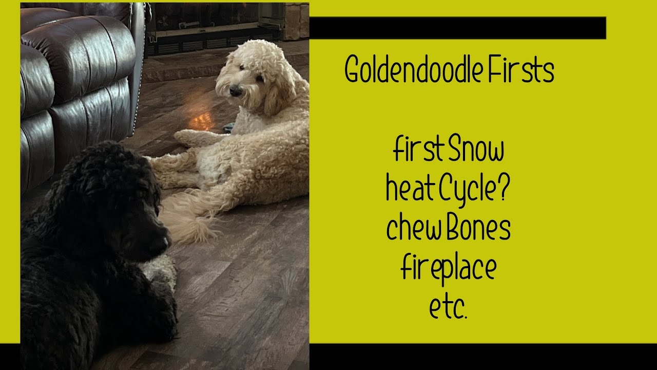 Golden Doodle Firsts. Heat Cycle, First Snow, First Fireplace lighting for the pups, etc.