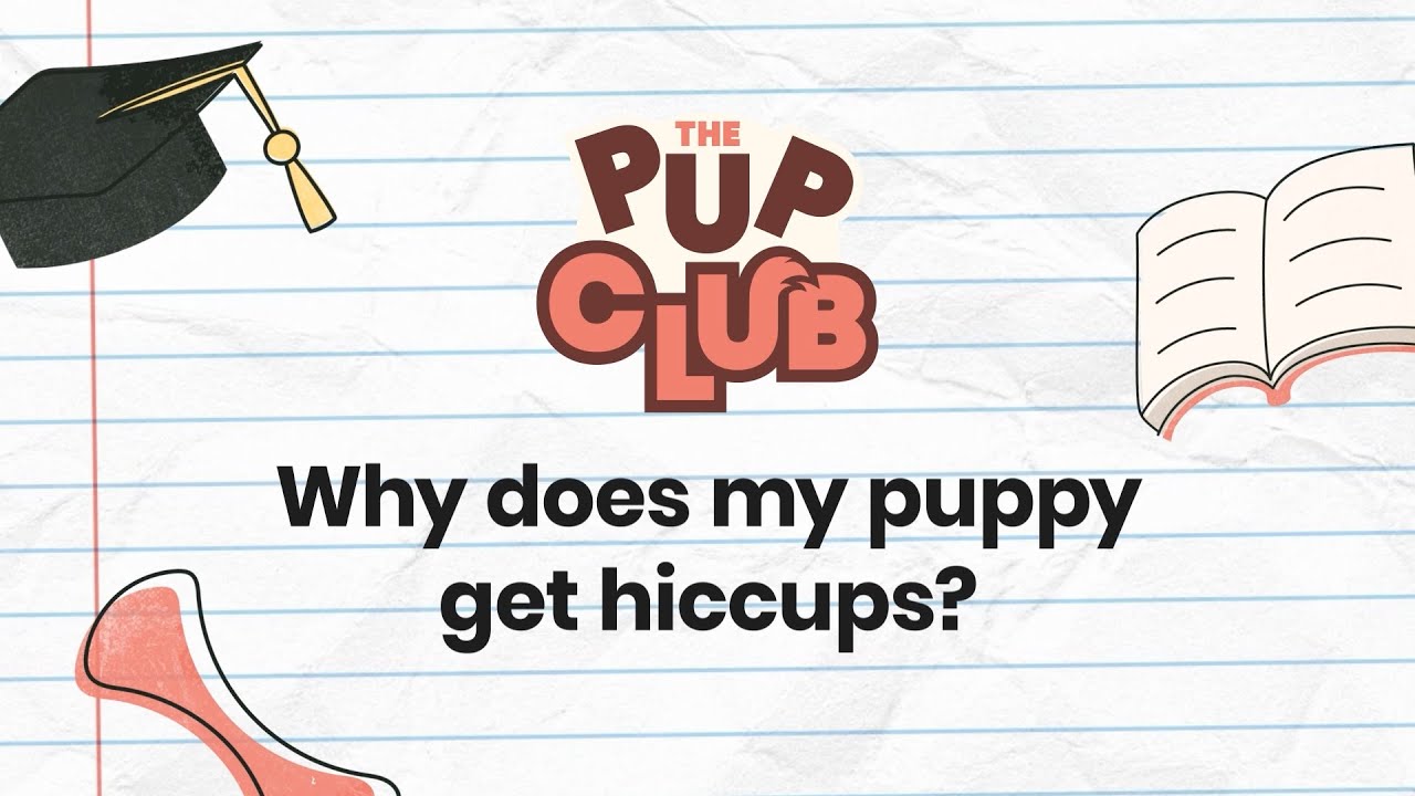 Why Does My Puppy Get Hiccups? Vet Explains Causes & Solutions