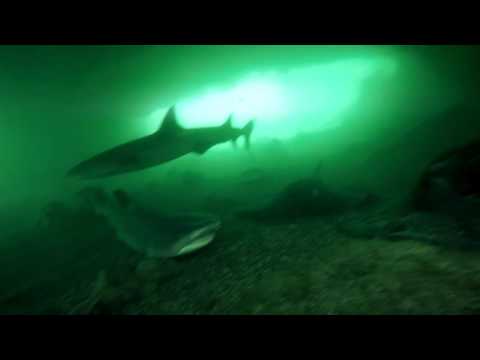 Whitetip Reef Shark - StingRay (Tiburón de Arrecife de Punta Blanca o Tintorera y Rayas Sartén)
