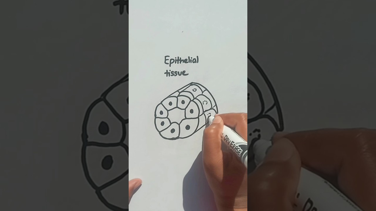 Epithelial tissue drawing