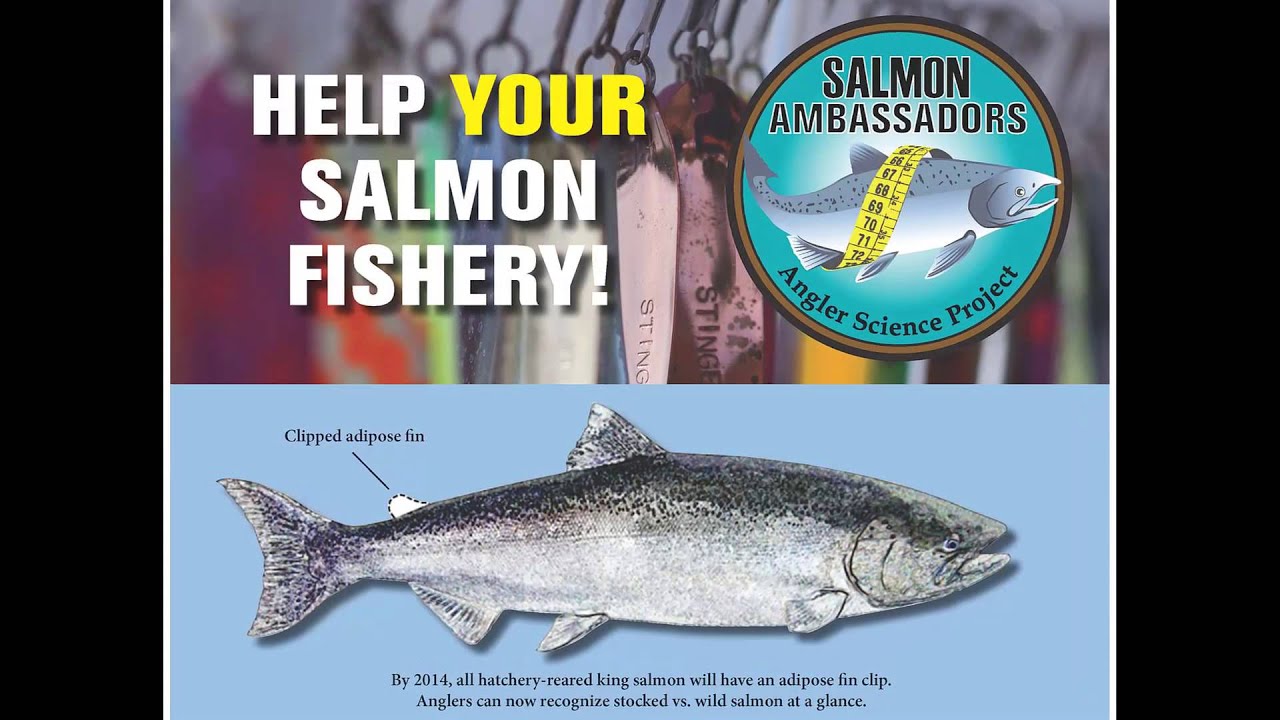 Salmon Ambassadors Angler Science Program