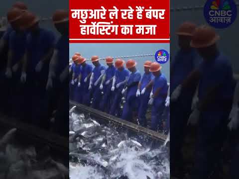 #Shorts | मछुआरे ले रहे हैं बंपर हार्वेस्टिंग का मजा | #BumperHarvestinf #ChinaFishMarket