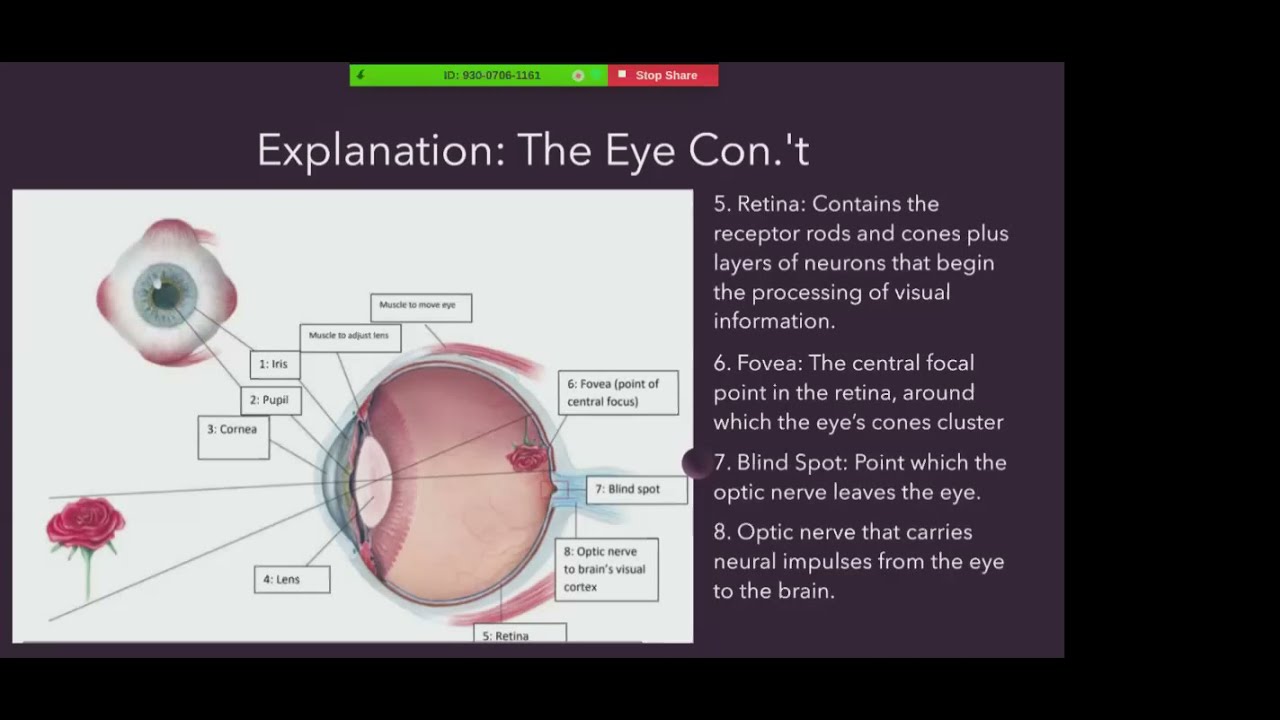 Psi Alpha: Unit 3 - Vision & Hearing