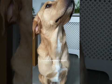 Engrave ACTUAL Paw Prints to Jewellery - How To Video - TLKC