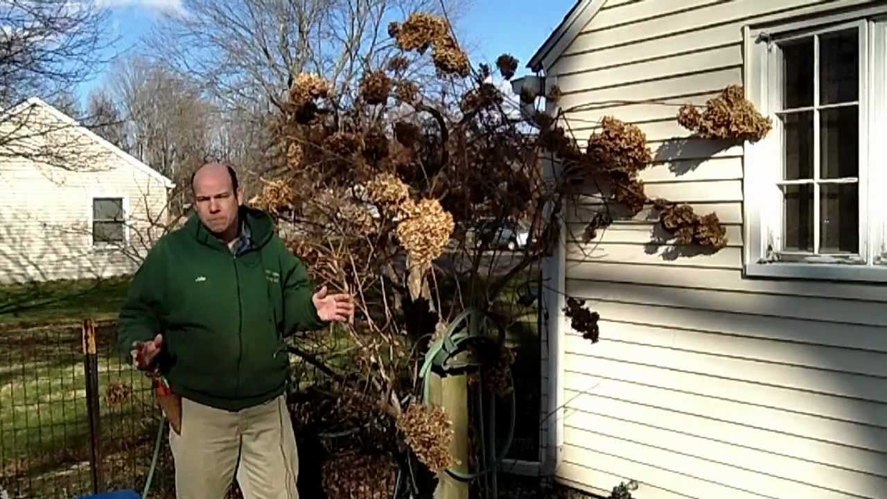 How to Prune Tree Hydrangea 1 of 3 | Hydrangea paniculata | Newtown CT Garden Maintenance
