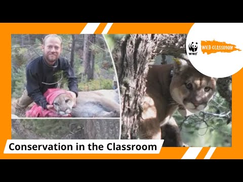 Photos & Videos | WWF