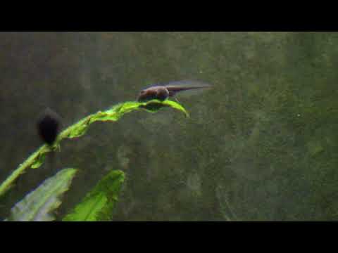 Tadpole to Frog transformation
