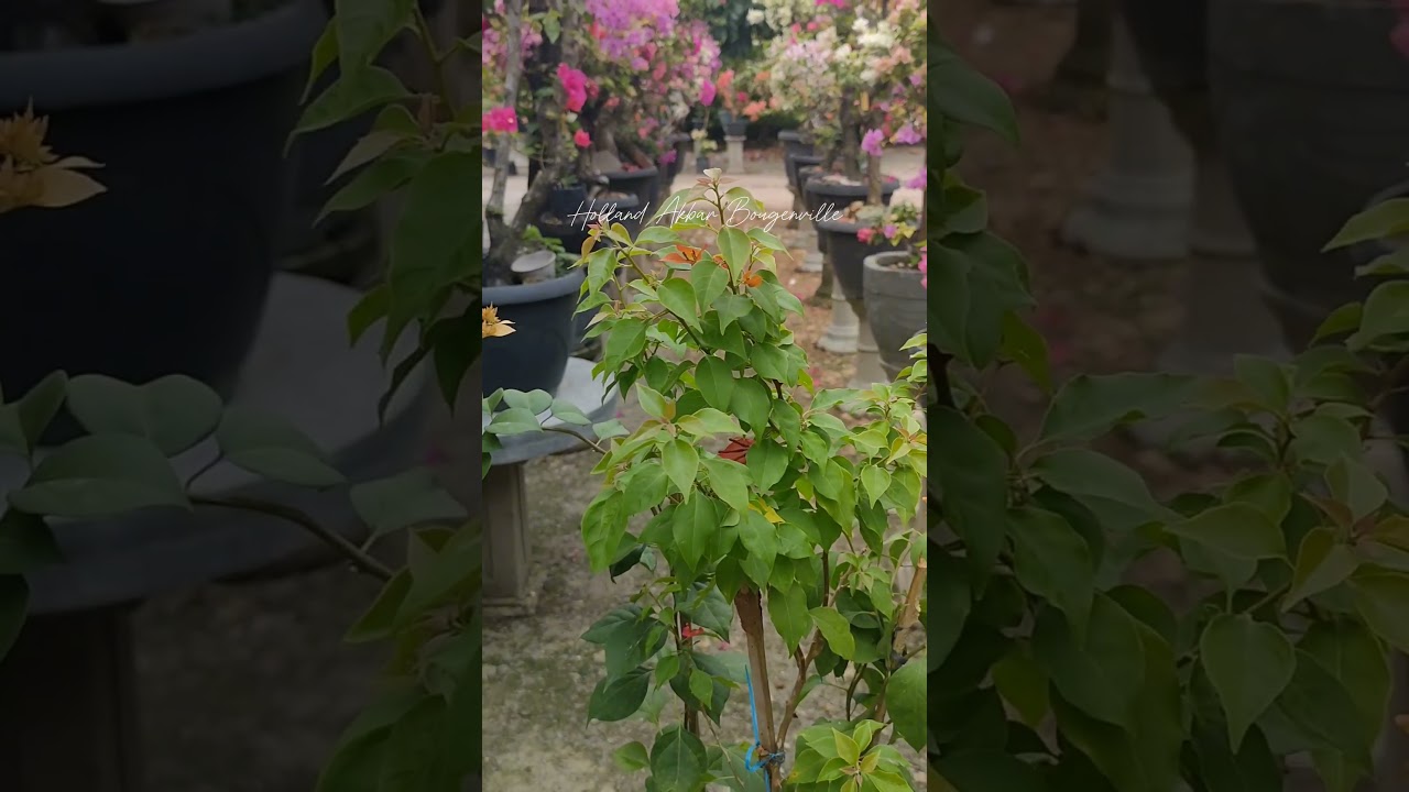 Punya kamu kapan di packing || Jual bibit Bougenville 082176207300 #flowers #tanamanhias