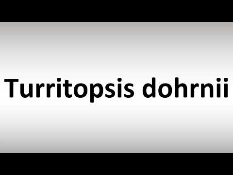 How to Pronounce Turritopsis dohrnii