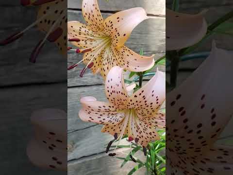 Wow! Tiger Lily "Pink Giant" that I started indoors is blooming! #shorts #lilies #flowers