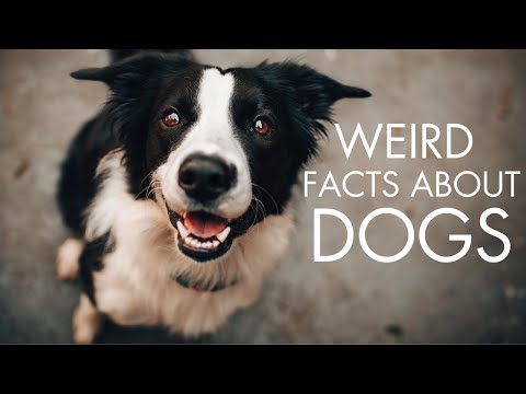 Weird Facts About Dogs | Fun Facts About Dog | Weird Things Dog Do | Short Documentary | BitsImages