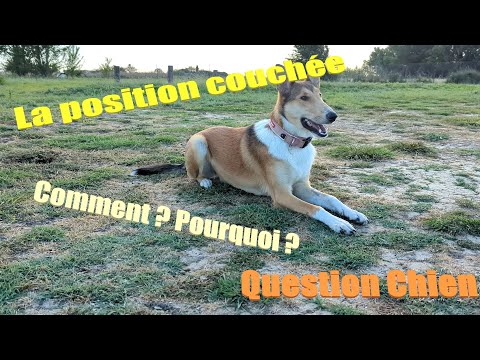 TOUT SAVOIR SUR LE COUCHE AVEC SON CHIEN : pourquoi et comment (question chien n°8)