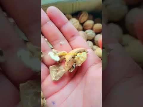 Groundnut Shells at Best Price in India