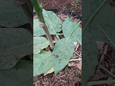 Hama cabe rawit sejuta umat para petani #shorts