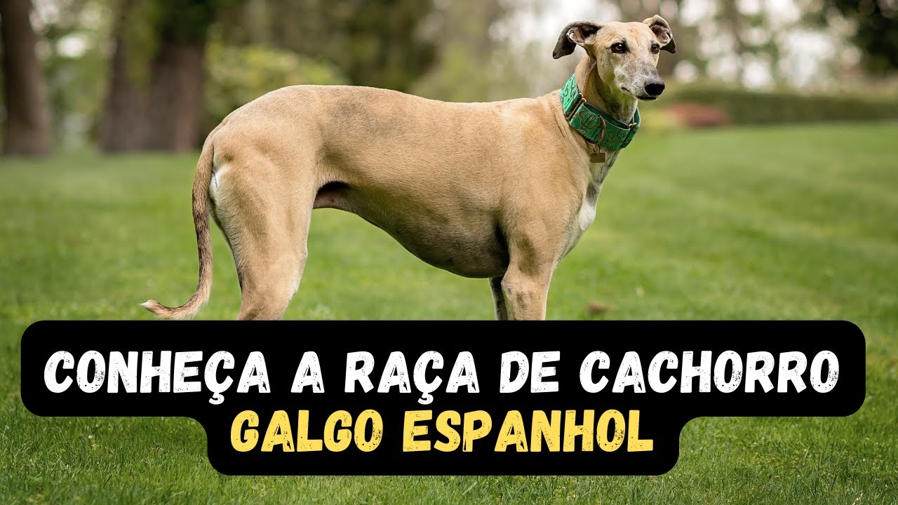 Spanish Greyhound - Discover incredible facts about this breed.
