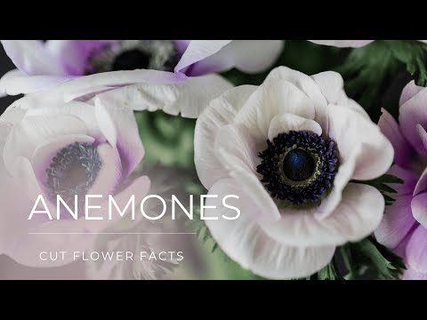 Anemones | Cut Flower Facts