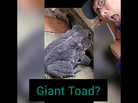 Life Cycle of a Frog - Cousin Toad