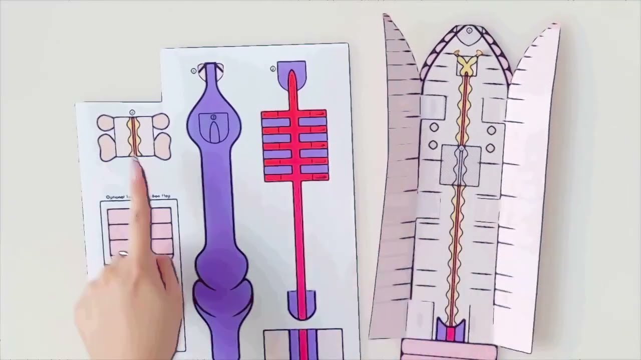 BIG Worm Model + Dissection (Assembly Time-Lapse)