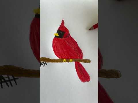 realistic cardinal drawing!#art #artwork #drawing #coloredpencils