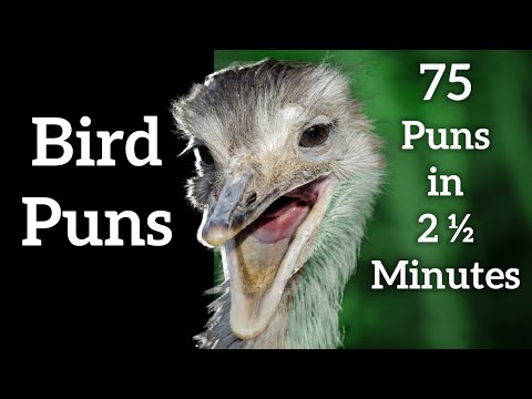 Bird Puns - The Surprise Partridge
